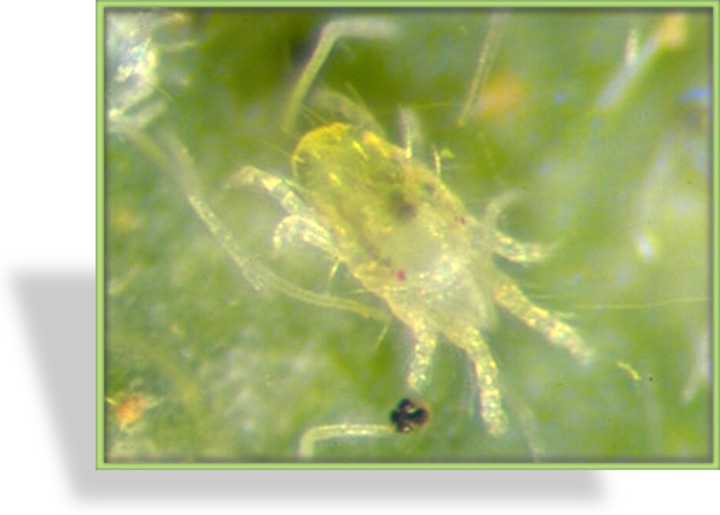 Raubmilben Phytoseiulus