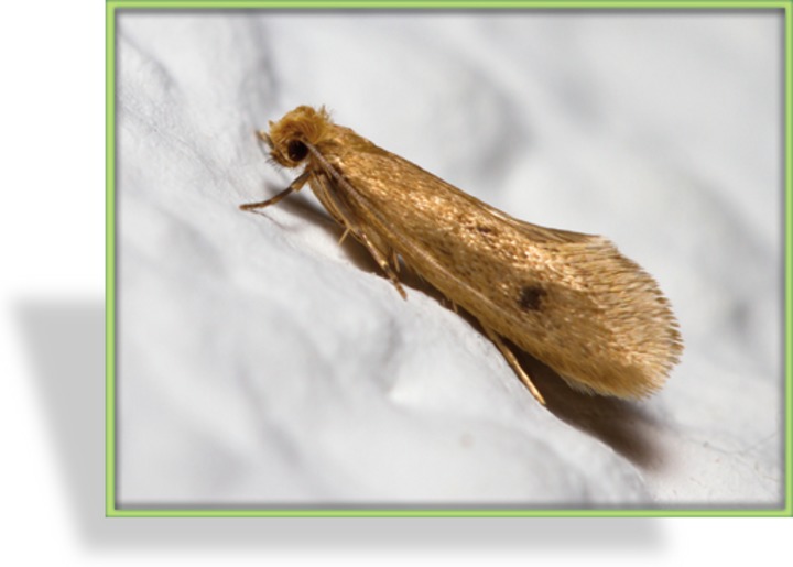 Schlupfwespen gegen Textilmotten