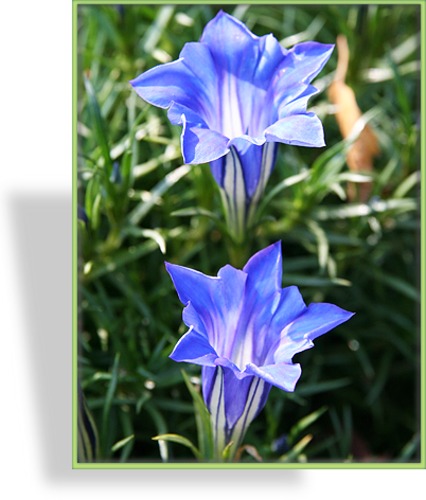 Enzian, Kreuzenzian, Herbstenzian, Sommerenzian, Großer Enzian